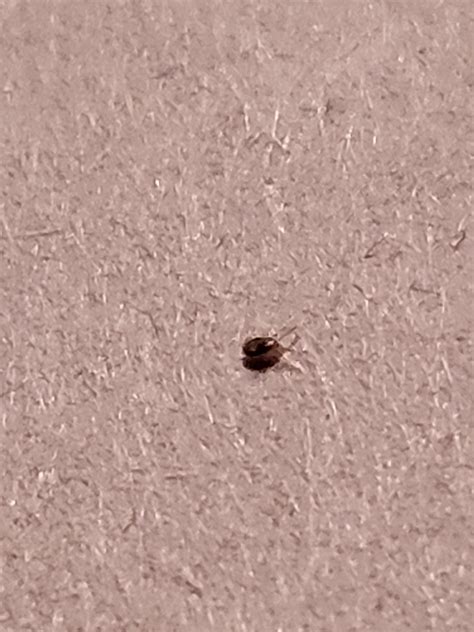 Tiny Mite Things In New Apt R Bugidentification