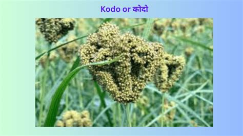 Kodo Ko Pitho In English