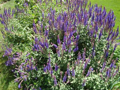 Plantfiles Pictures Salvia Species Hardy Salvia Meadow Sage Salvia