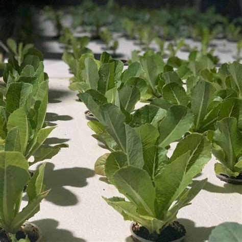 Solar Powered Aquaponics In Baakline Igt