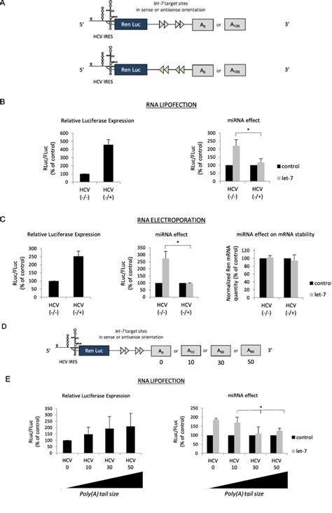 A Schematic Cartoon Of The Uncapped Mrna Renilla Reporter Genes Whose Download Scientific