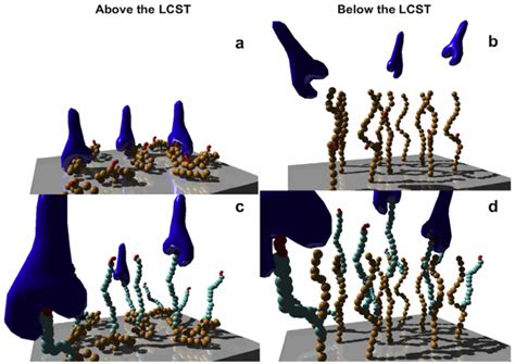 Schematic Of Cell Adhesive Peptide Bearing Thermoresponsive Surfaces