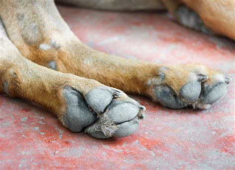 Hyperkeratosis Dog How To Treat Hyperkeratosis In Dogs Volhard Dog