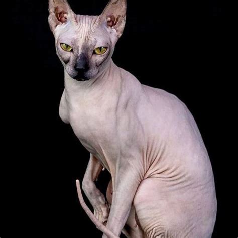 Do Sphynx Cats Smell Diy Seattle
