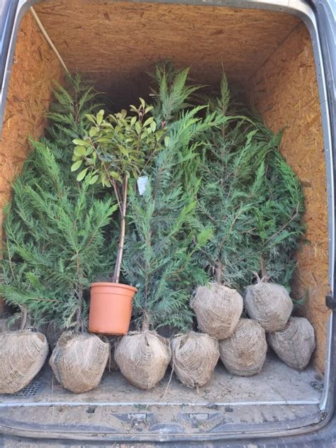 Chiparos Leyland Pepiniera Iaz