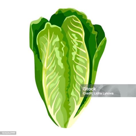 흰색 배경에 고립 된 로마노 양상추 플랫 스타일의 종류 샐러드 어떤 목적을 위한 농업 기호 0명에 대한 스톡 벡터 아트 및 기타 이미지 Istock