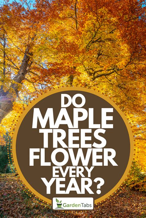 Do Maple Trees Flower Every Year