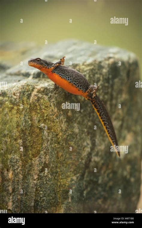 Alpine Newt Ichthyosaura Alpestris Breeding In A Mountain Pool In The
