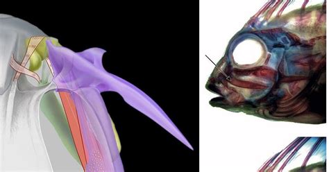 Species New To Science Ichthyology • 2018 Phylogeny And Taxonomy Of