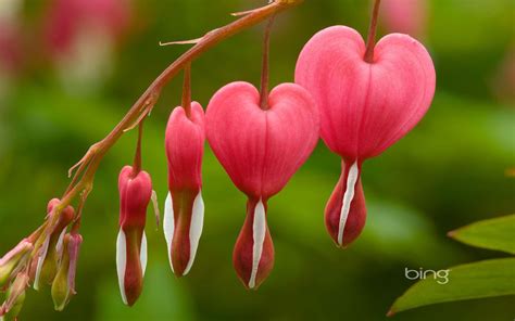 Bing Spring Wallpapers Top Free Bing Spring Backgrounds WallpaperAccess