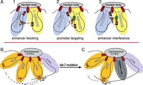 enhancer interference and enhancer selection models a we propose