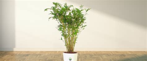 Chinese Bamboo Plant The Ultimate Guide To Growing And Caring For