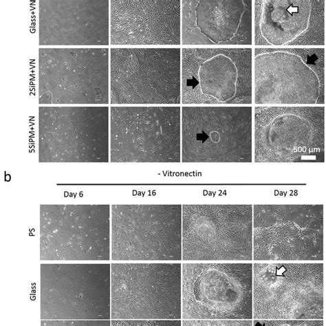 Cell Morphology During Reprogramming Representative Morphologies Are Download Scientific