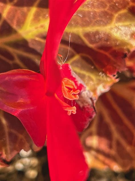 Flowers Of The Day Actually One Flower One Leaf Blowing In The Wind