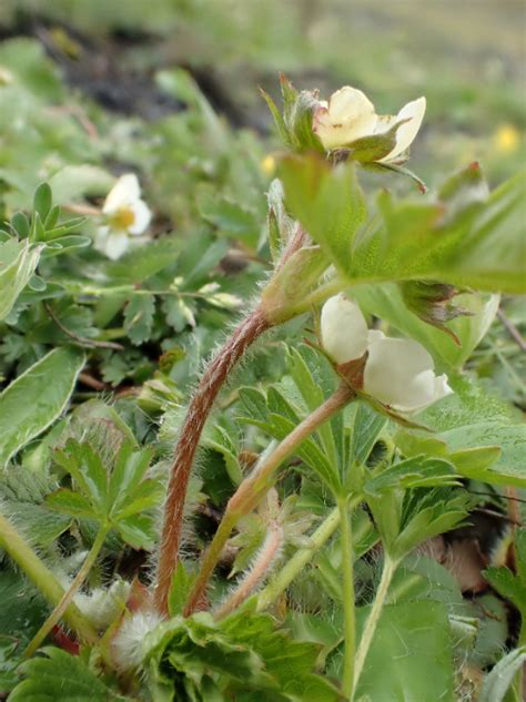 Fragaria Vesca L Biologie Végétale