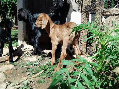 සත්ව නිෂ්පාදන හා සත්ව ගොවිපල පාලනය