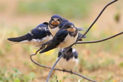 Лястовица 50 снимки описание на птицата какво яде и къде живее