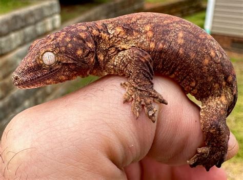 Shcgl Super High Color Giant Line Leachianus Gecko By Liebermans