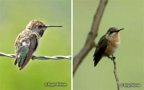 Short Tailed Woodstar Myrmia Micrura Peru Aves