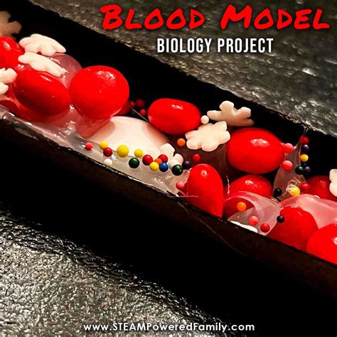 Easy Blood Model Project Elementary Biology Lesson