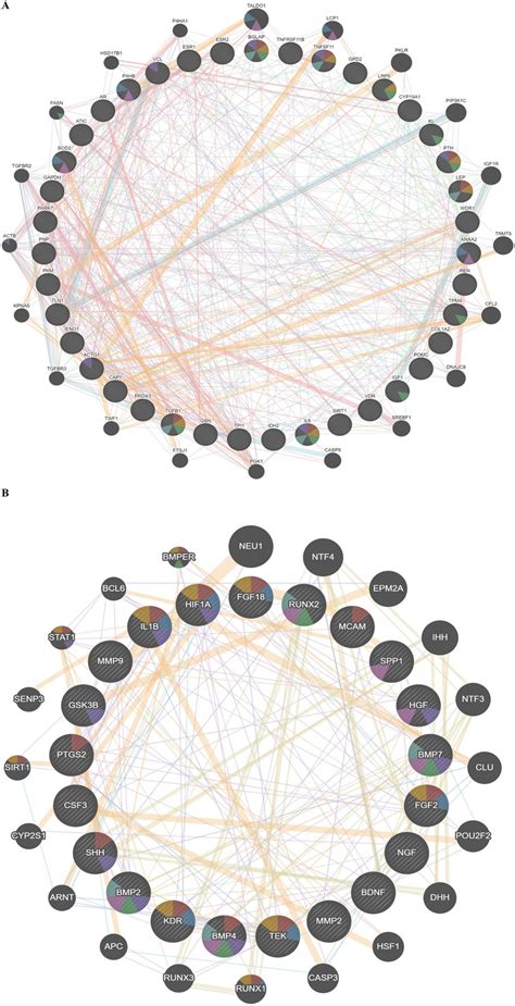 Gene Ontology Analyzing Through Genemania Database A Osp Involved