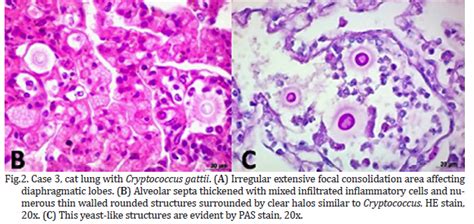 Cryptococcosis In Dogs Cryptococcosis In Dogs