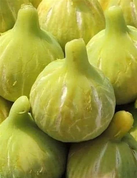 Bardacik Fig Edible Fig Fruit Ficus Carica Smyrnensis 3 Fresh Cuttings Etsy