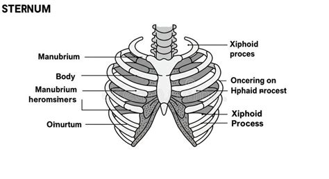 Illustration Of A Human Rib Cage Labeled With Various Parts Of The