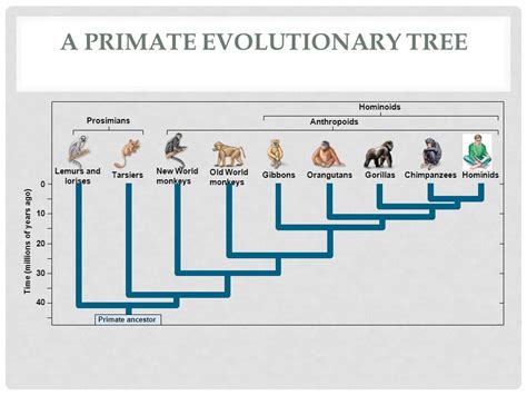 Primate Evolution Tree