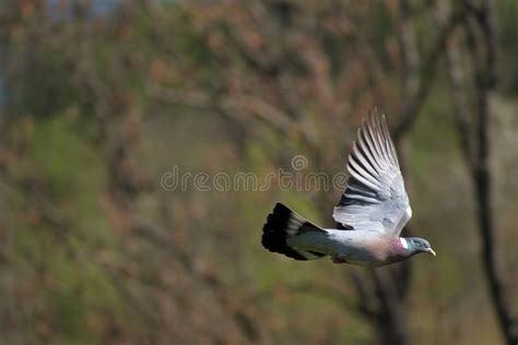 Streptopelia Decaocto Bird Flies From The Nest In A Tree Stock Image Image Of Beautiful White