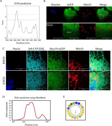 Fig S4 Bioinformatics Analysis Of Myo19 Predicted Membrane Motif And Download Scientific Diagram