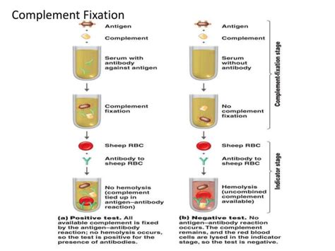 Complement Fixation Tests Pptx