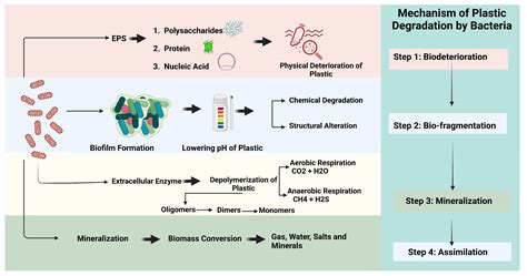 Processes Free Full Text Ecotoxicological Impact Of Bioplastics Biodegradation A