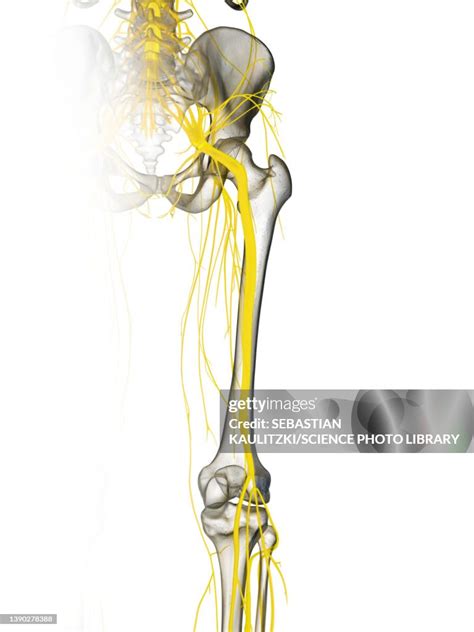 Sciatic Nerve Illustration High Res Vector Graphic Getty Images