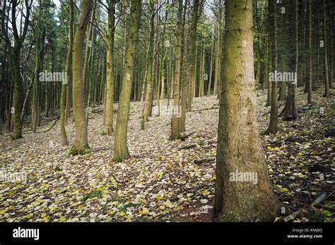 Yorkshire Fir Tree High Resolution Stock Photography And Images Alamy