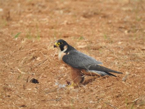 ml490808891 peregrine falcon macaulay library
