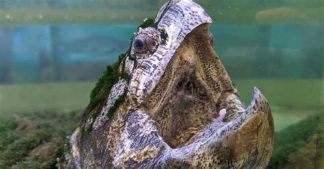 How Big Do Snapping Turtles Get All Turtles