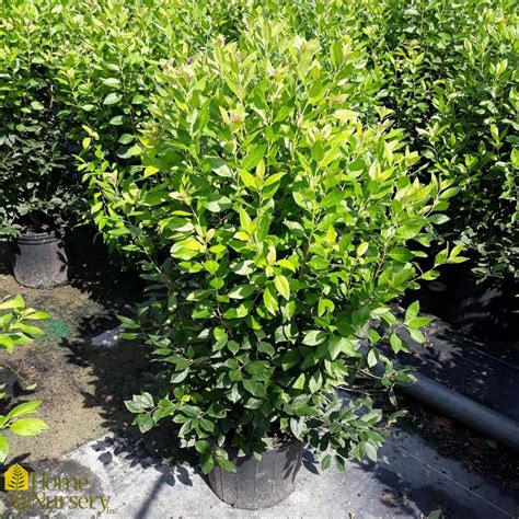 Ilex Verticillata Jim Dandy Winterberry From Home Nursery