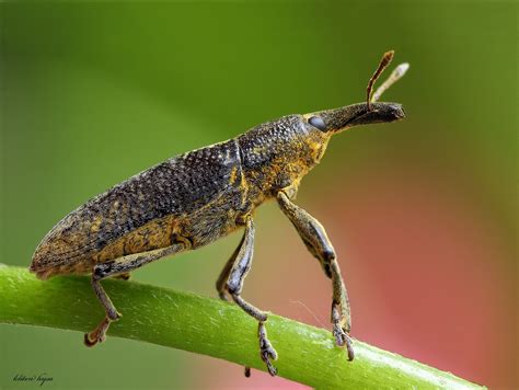17 Weevil Ideas Weevils Cool Bugs Bugs And Insects