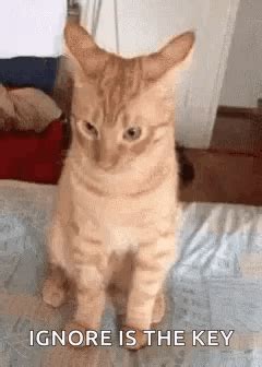 Cat Ignore  Cat Ignore Head Tilt Discover And Share S
