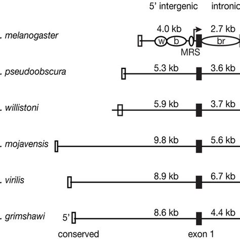 Dna Sequences Tested For Enhancer Activity Vary In Length Among