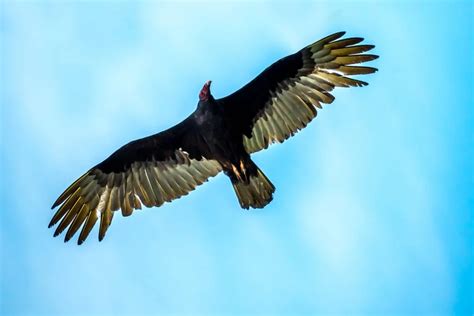 All The Birds Of Prey In Washington And Their Calls