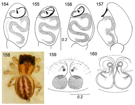 0 Tanzania Parvulus Sp Nov 154 Palpal Organ Ventroapical View 155 Download Scientific