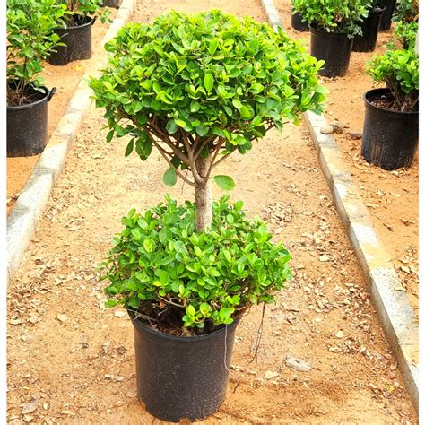 Ficus Panda 2 Head Outdoor Plant Non Flowering Plant Halaplantsae