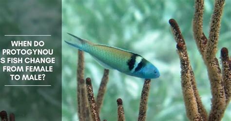 Do Wrasses Turn Male What Saltwater Fish Switch From Female To Male