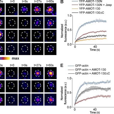 Cytoskeletal Organization Of Dendritic Spines A Dendritic Spine Download Scientific Diagram