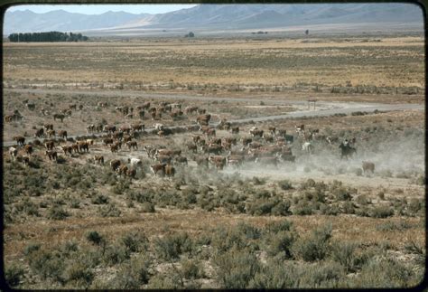 Cattle Movement Library Of Congress