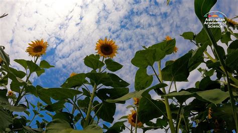 How Sunflowers Track The Suns Movements Youtube