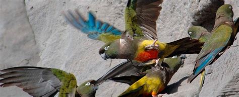 El Cóndor La Colonia De Loros Más Grande Del Mundo Se Vio Amenazada