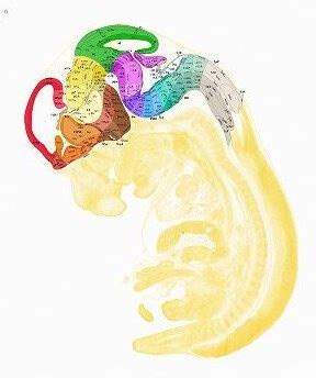 Atlas Drawing And Ontologies Allen Brain Atlas API Allen Brain Map Community Forum